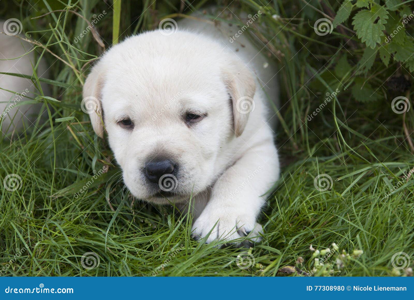 Young sweet labrador puppy stock photo. Image of background - 77308980
