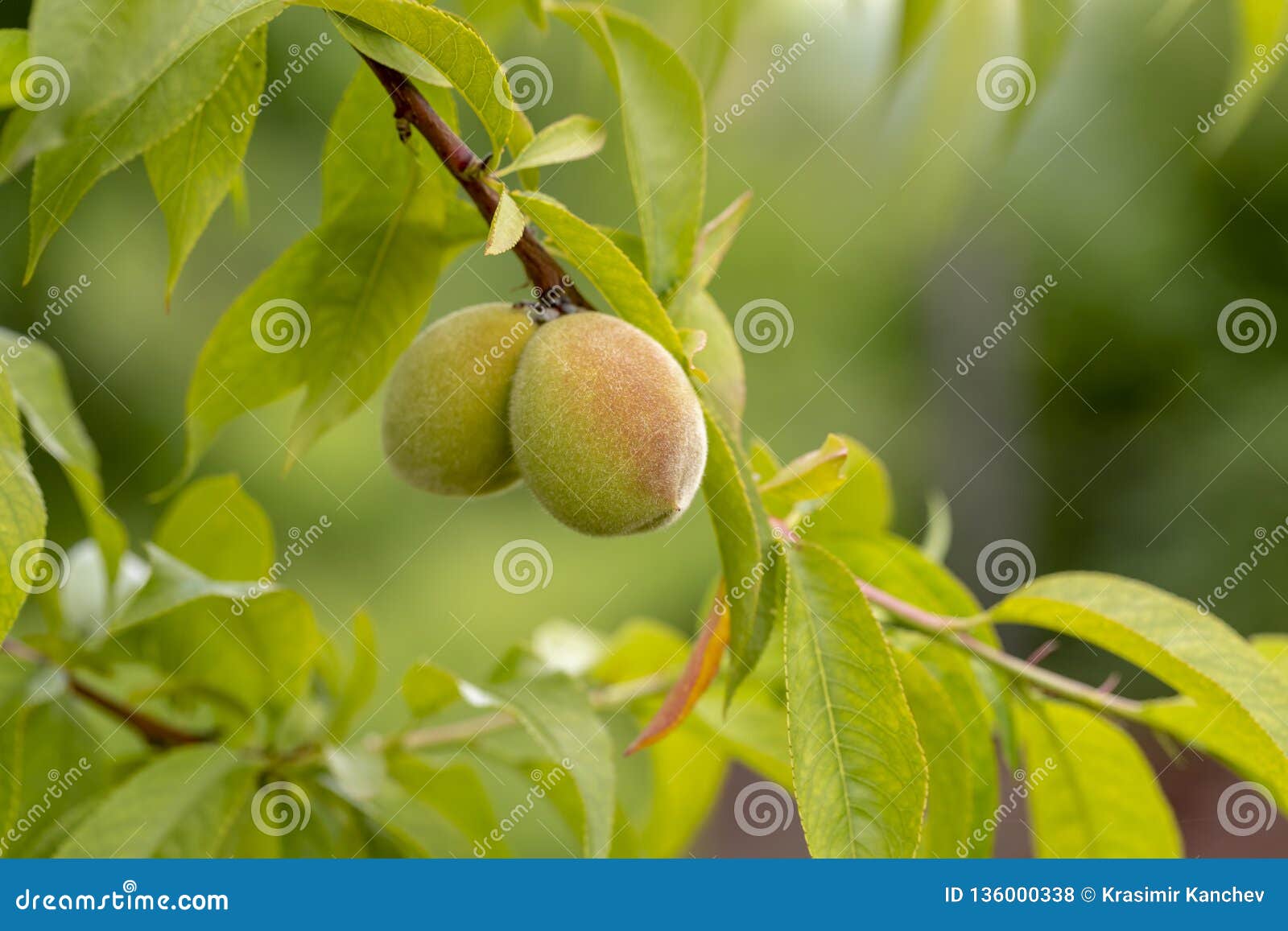 Young Sweet Peaches Growing on a Peach Tree Stock Photo - Image of food ...