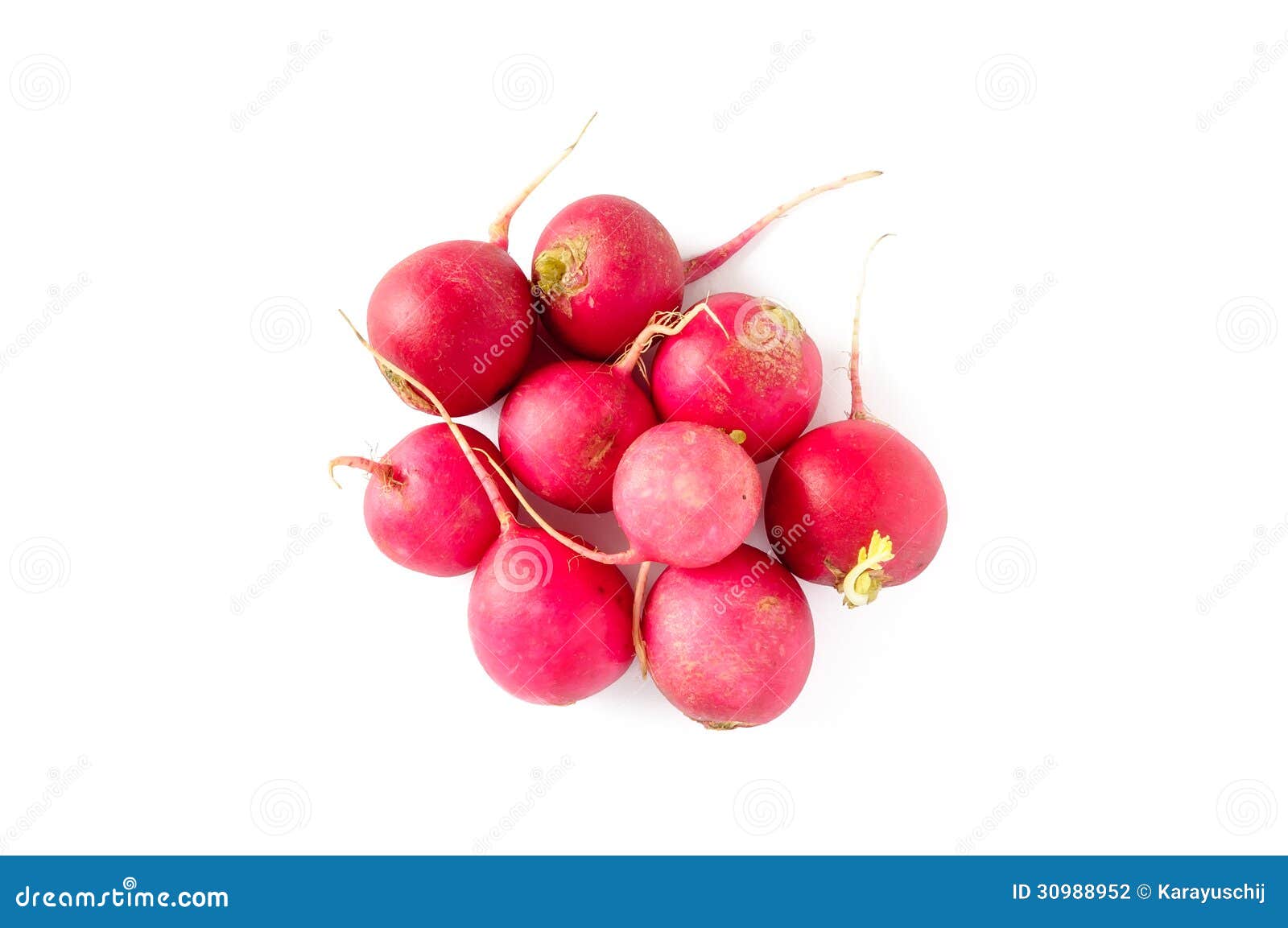 Young Sweet Radishes stock photo. Image of radish, plant - 30988952