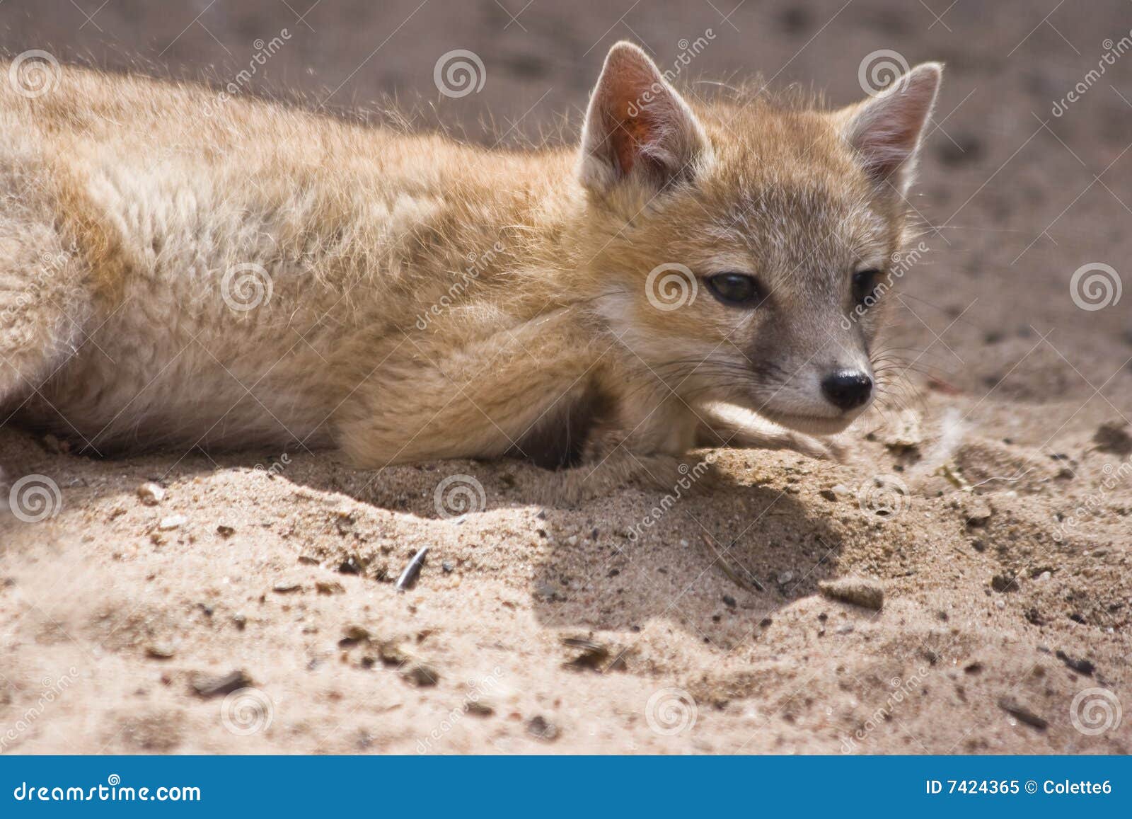 Young swift fox stock image. Image of wander, canadian - 7424365