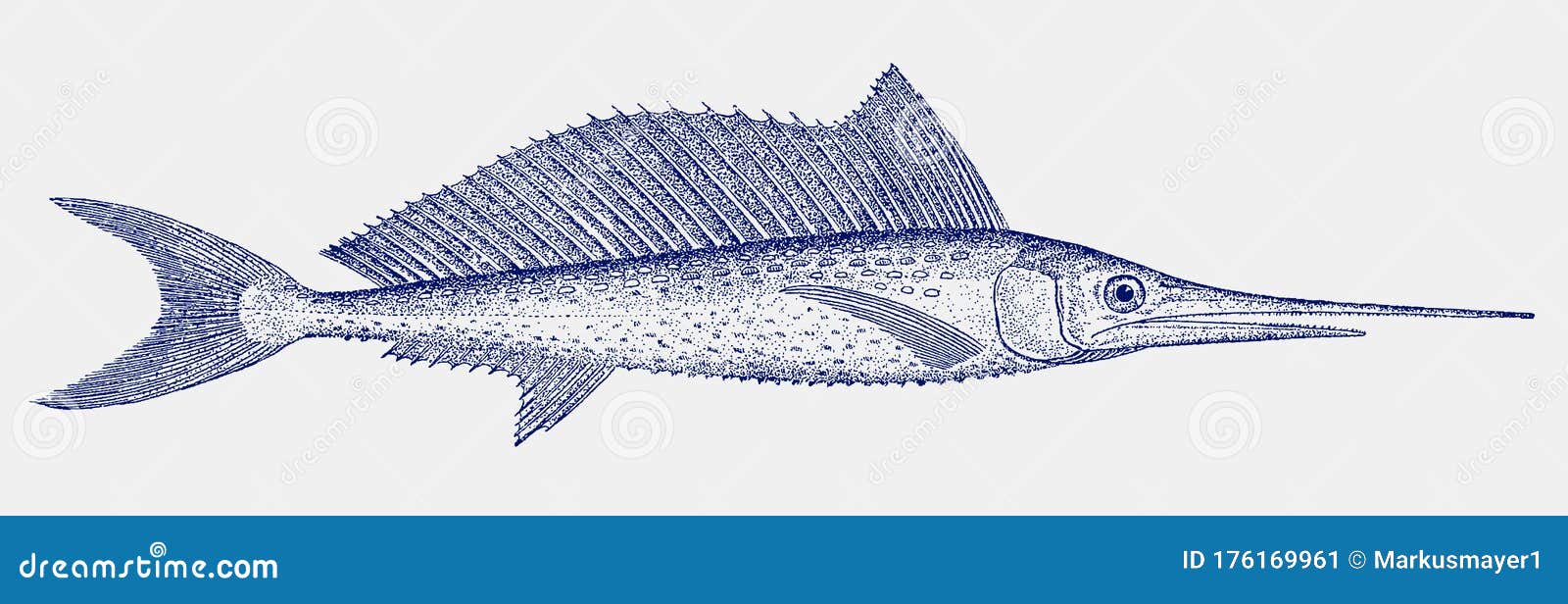 Young Swordfish, a Fish from the Atlantic, Pacific and Indian Ocean in ...