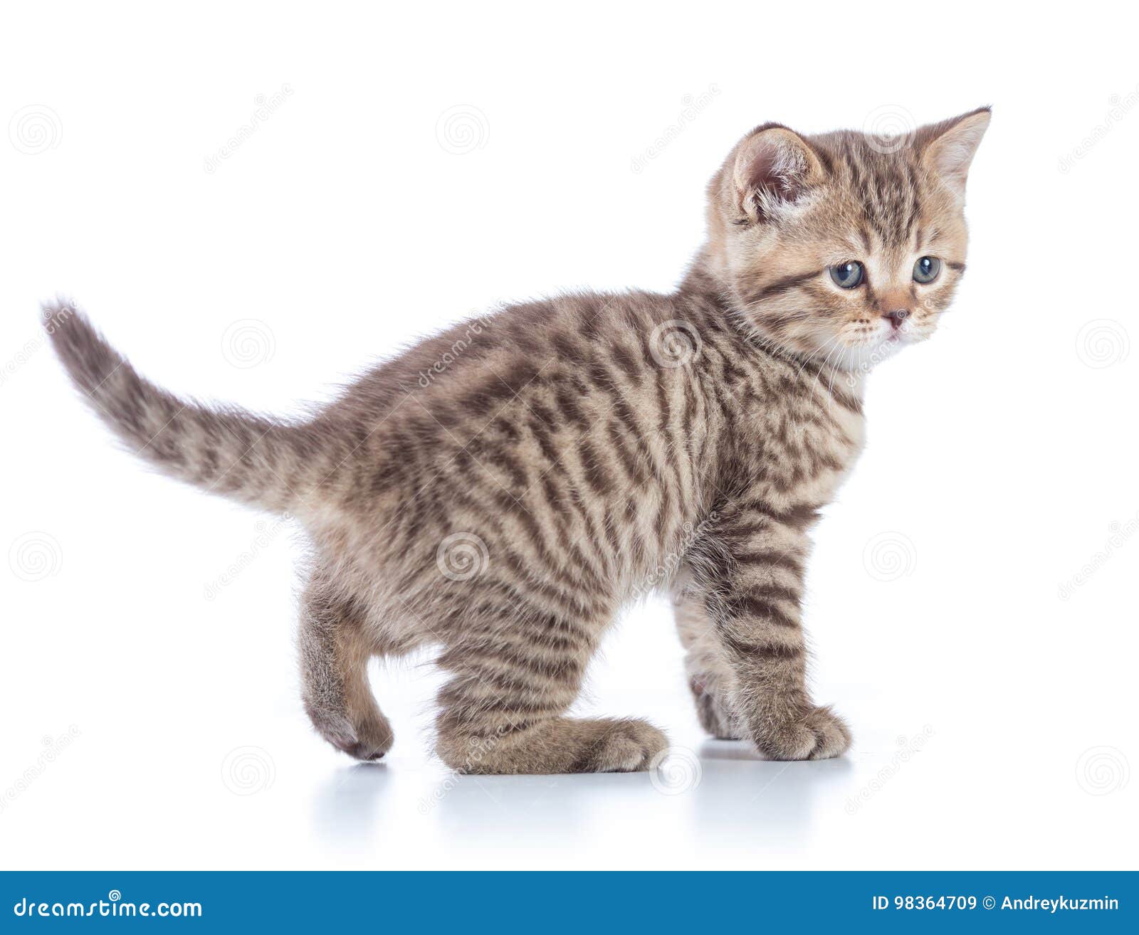 Young Tabby Cat Side View. Walking Kitten Isolated. Stock Image - Image ...
