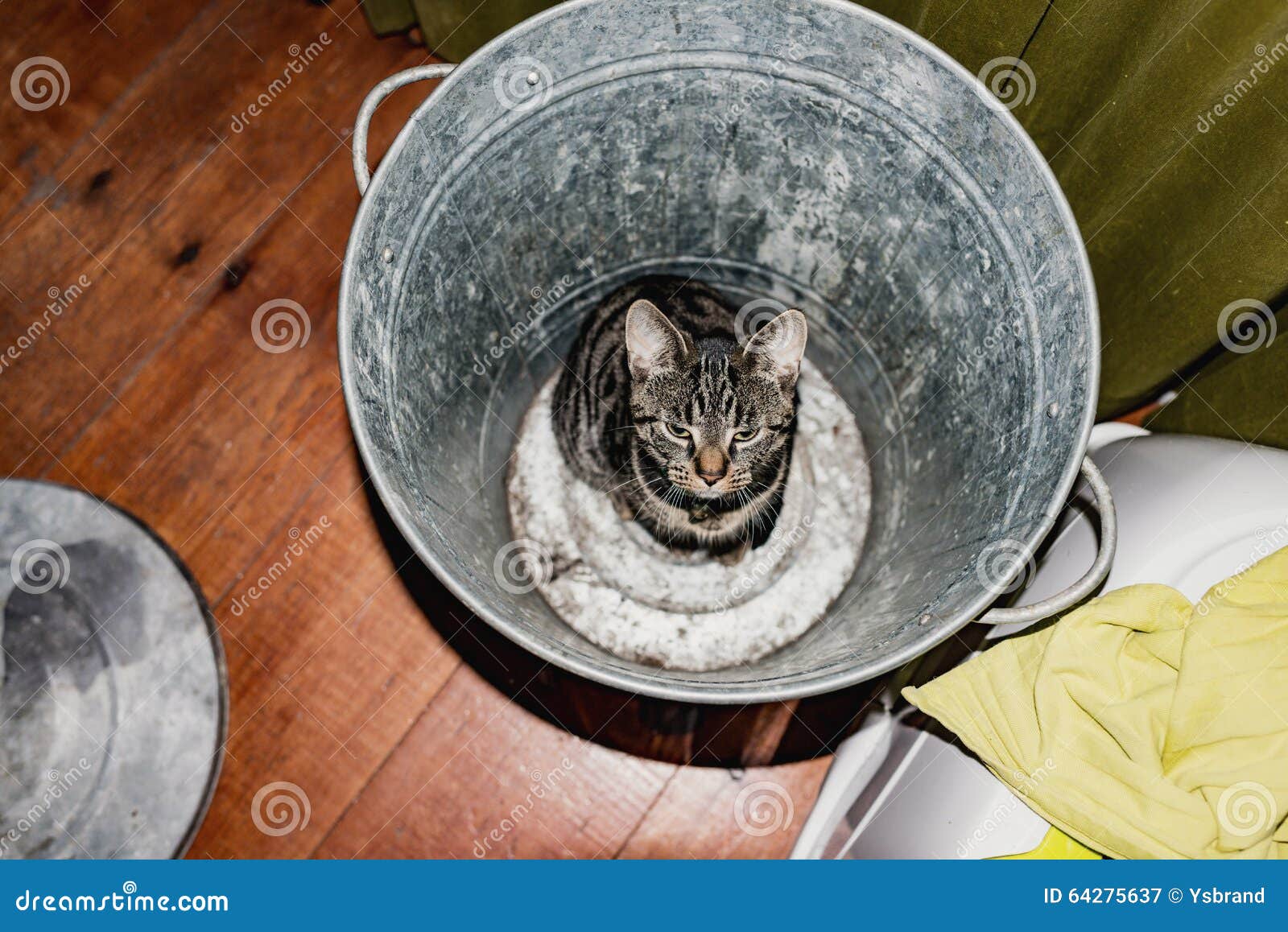 Young Tabby Cat Sitting in Empty Garbage Bin. High Angle View. Stock ...