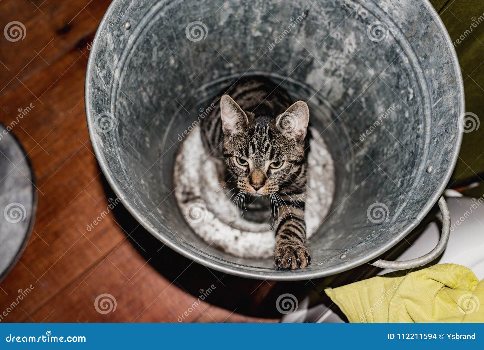 Young Tabby Cat Sitting in Empty Garbage Bin. Stock Photo - Image of ...