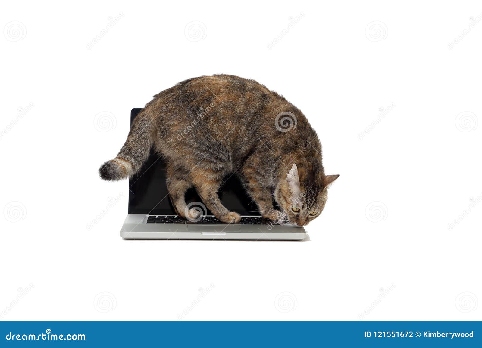 Cat and Laptop stock photo. Image of computer, technology - 121551672