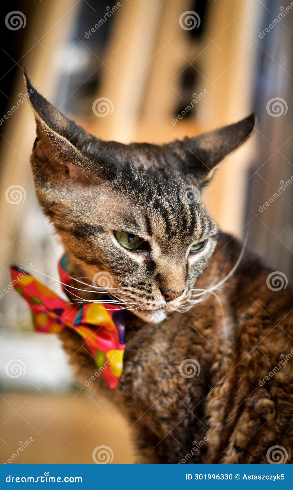 Young tabby Devon Rex. stock photo. Image of animal - 301996330