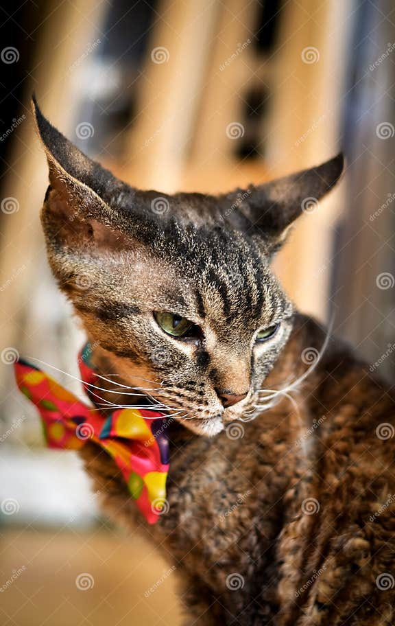 Young tabby Devon Rex. stock photo. Image of animal - 301996330