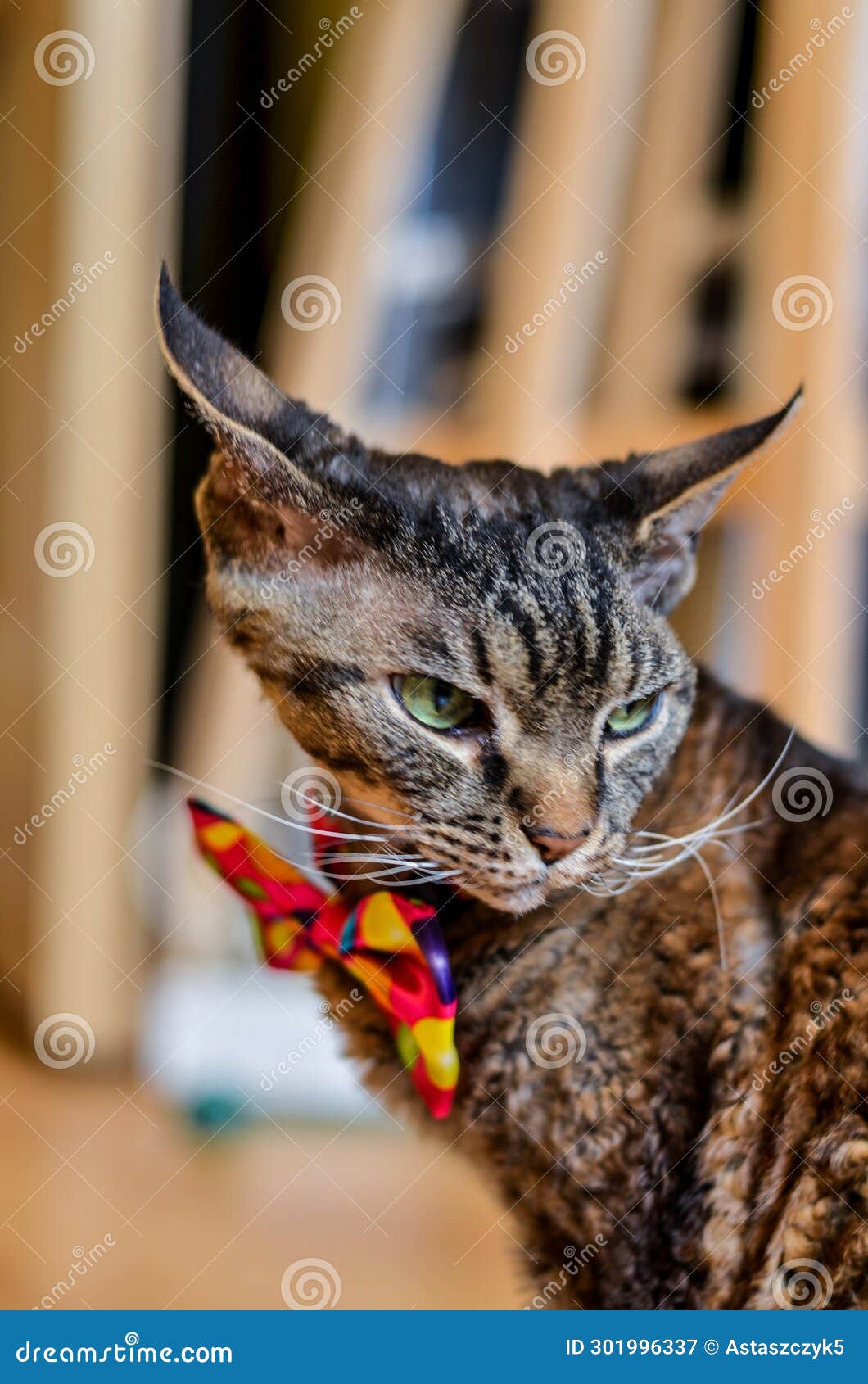 Young tabby Devon Rex. stock image. Image of grey, tabby - 301996337