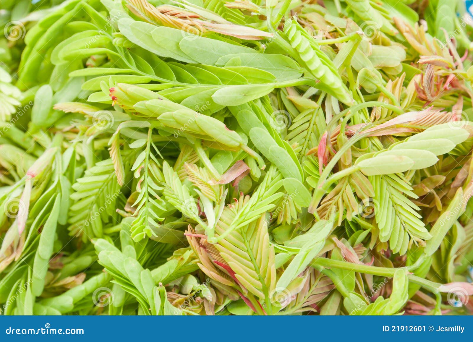 Young tamarind leaf stock image. Image of juice, candy - 21912601