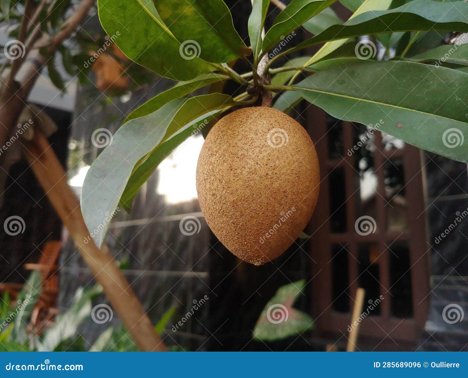 Young Tan Fruits Botanical Garden Stock Photo - Image of fruits, garden ...
