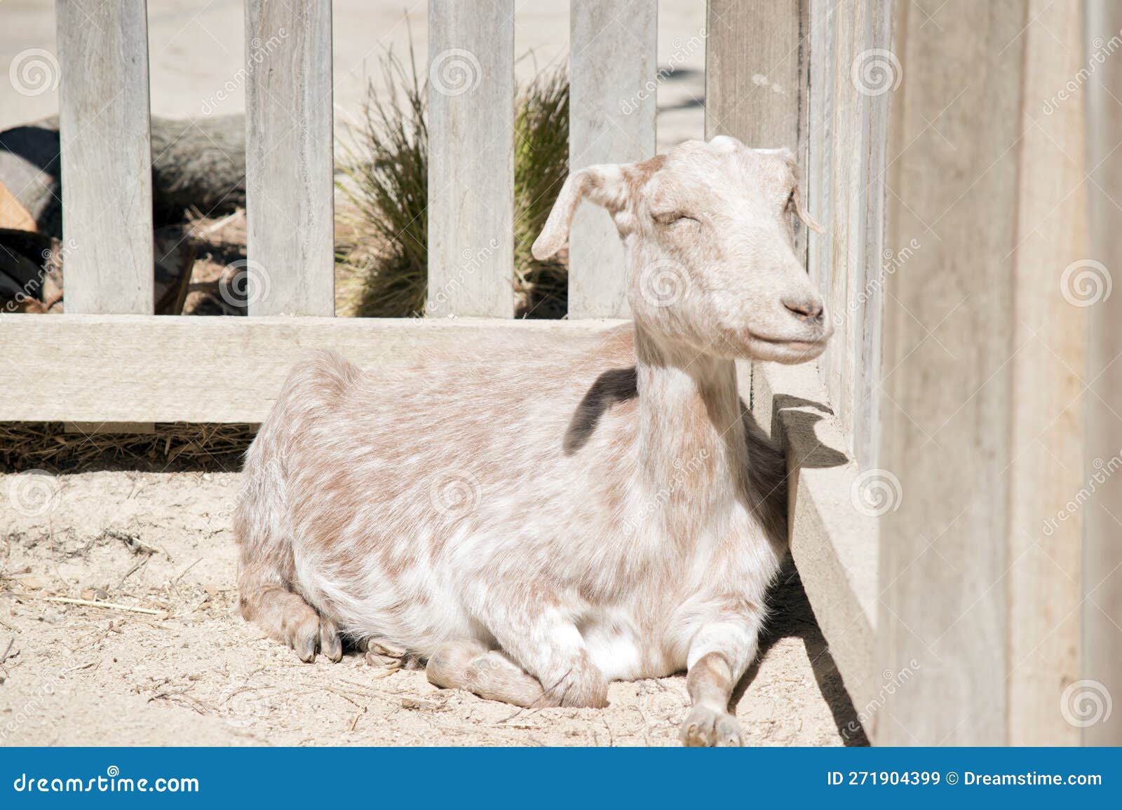 The Goat is Resting by a Fence Stock Image - Image of livestock, animal ...