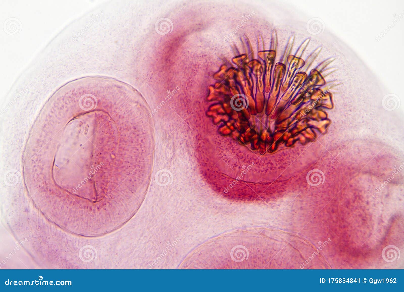 Young tapeworm stock image. Image of college, cysticercus - 175834841