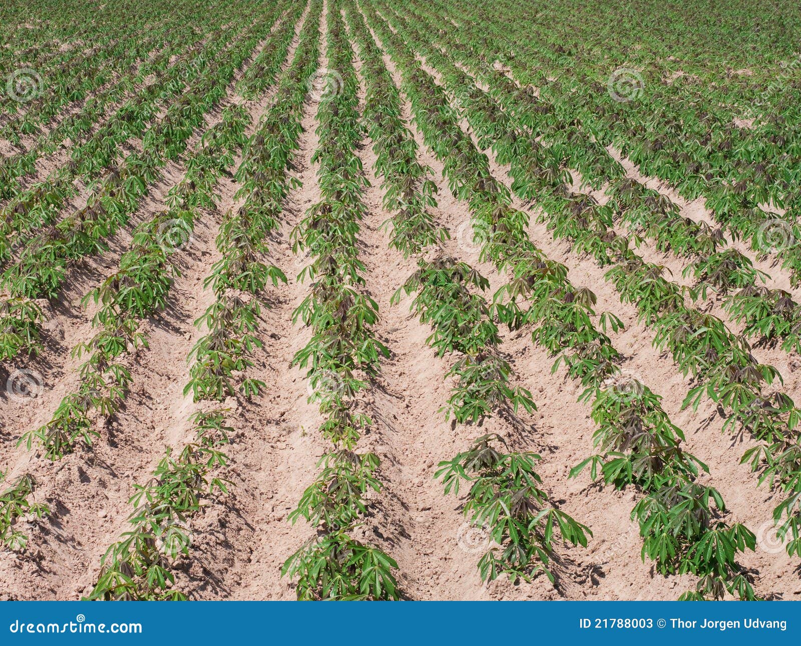 Young Tapioca Plants on a Field in Thailand Stock Image - Image of ...