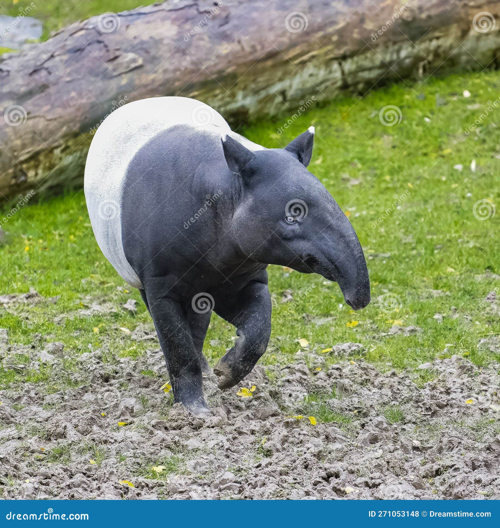 A young tapir walking stock photo. Image of mammal, animal - 271053148