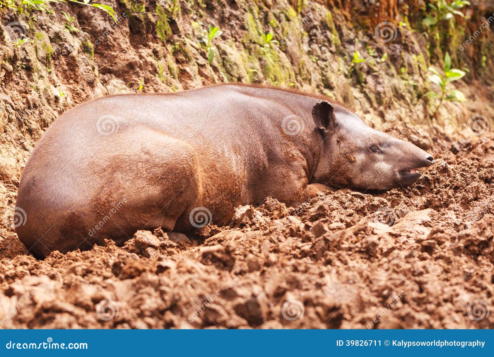 Reddish Brown Female Tapir stock image. Image of lazy - 39826711