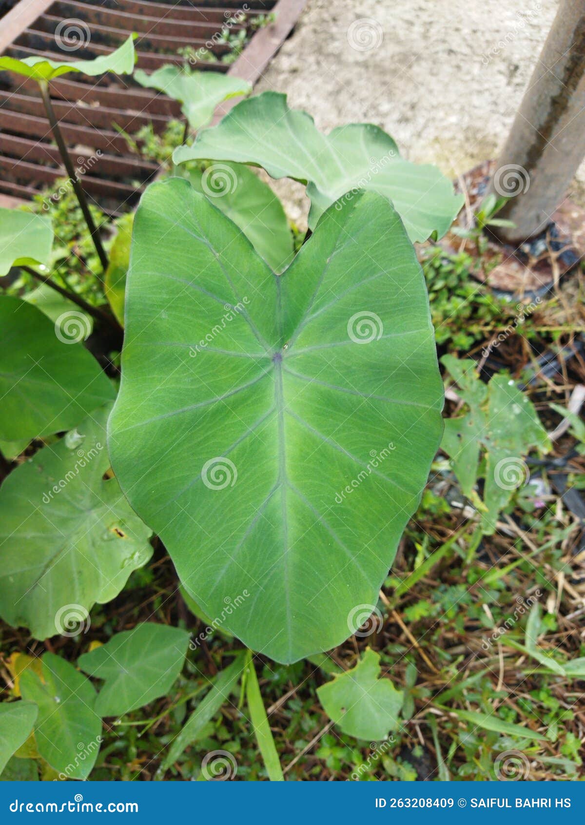 Young taro leaves stock image. Image of deciduous, herb - 263208409