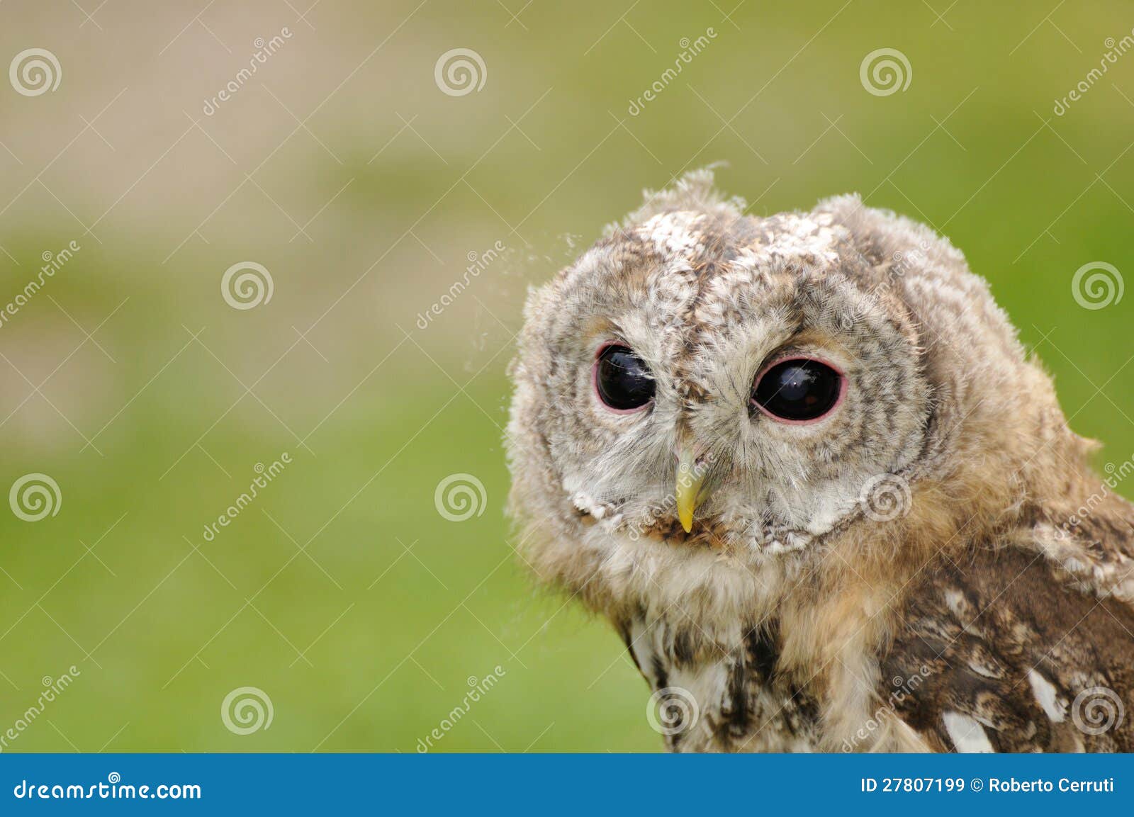 Young Tawny Owl or Brown Owl Stock Image - Image of birdwatching, bill ...