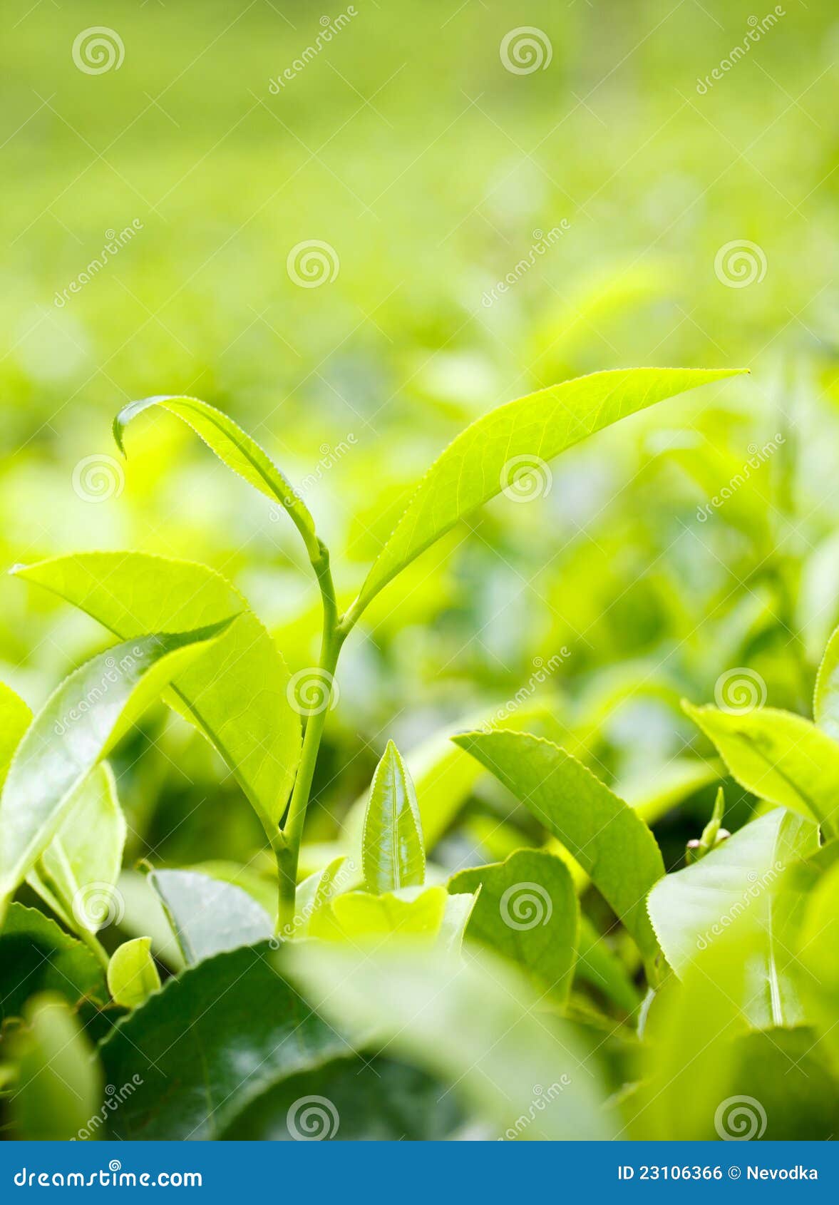 Young tea leaf stock photo. Image of farmland, terrace - 23106366