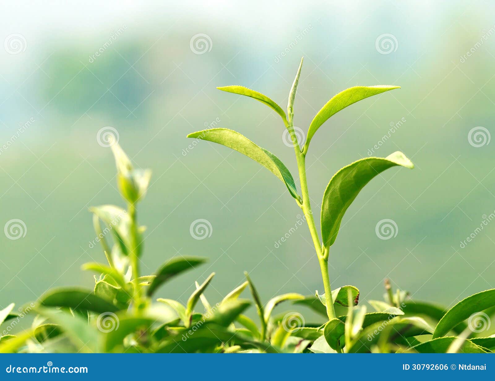 A young tea leaf stock photo. Image of northern, nature - 30792606