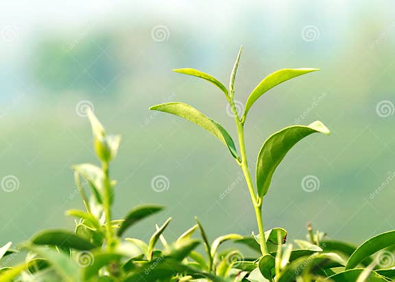 A young tea leaf stock photo. Image of northern, nature - 30792606