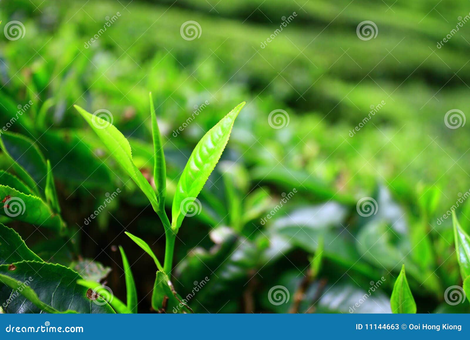 Young Tea Leaves in Cameron Highlands Stock Image - Image of leaf ...