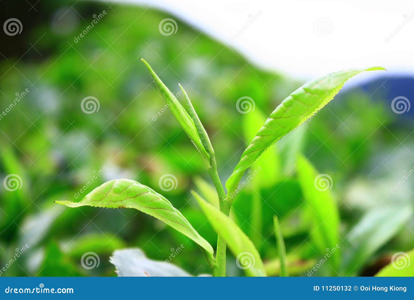 Young Tea Leaves in Cameron Highlands Stock Photo - Image of nature ...
