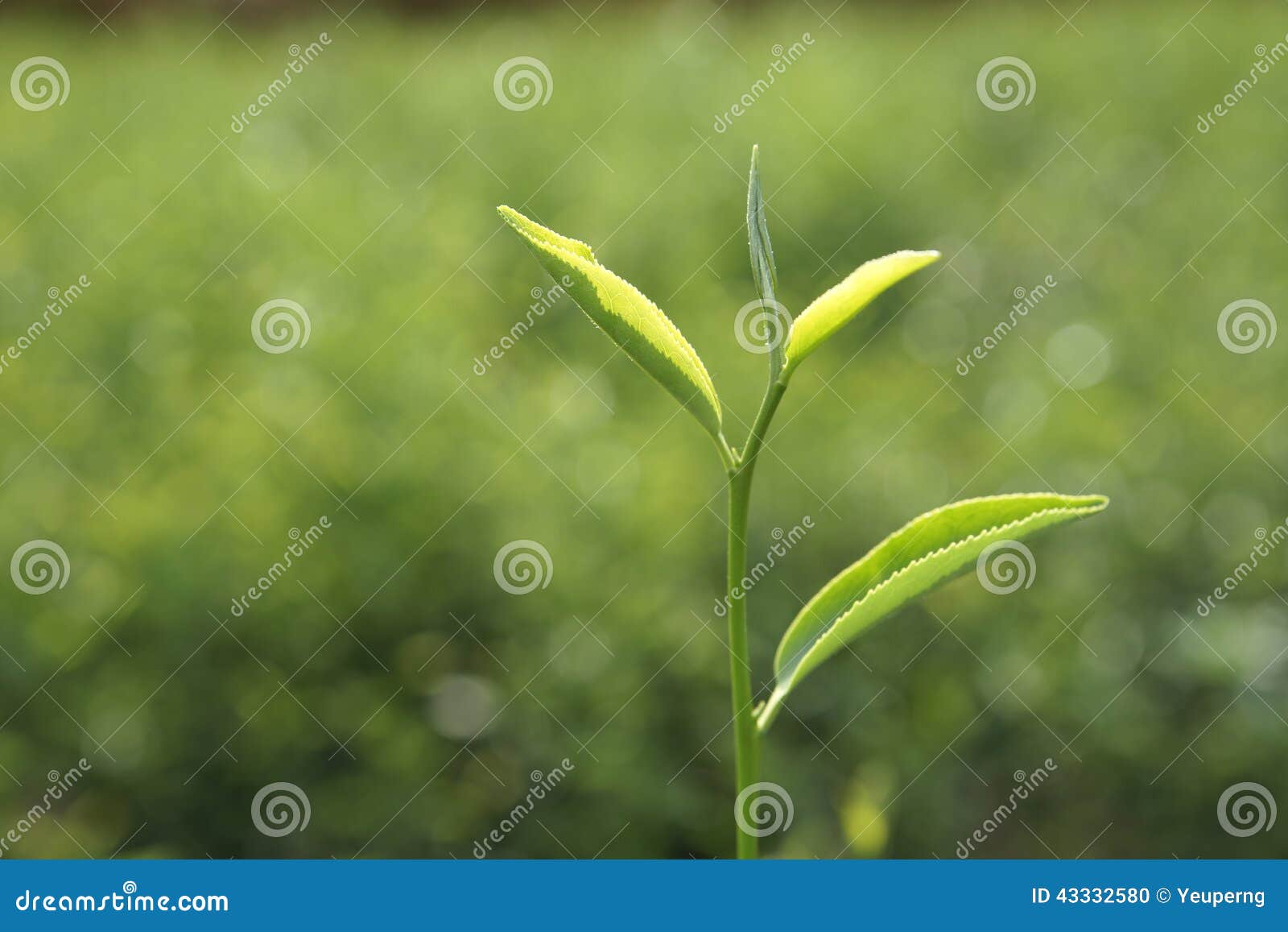 Young tea leaves. stock photo. Image of plant, hairs - 43332580