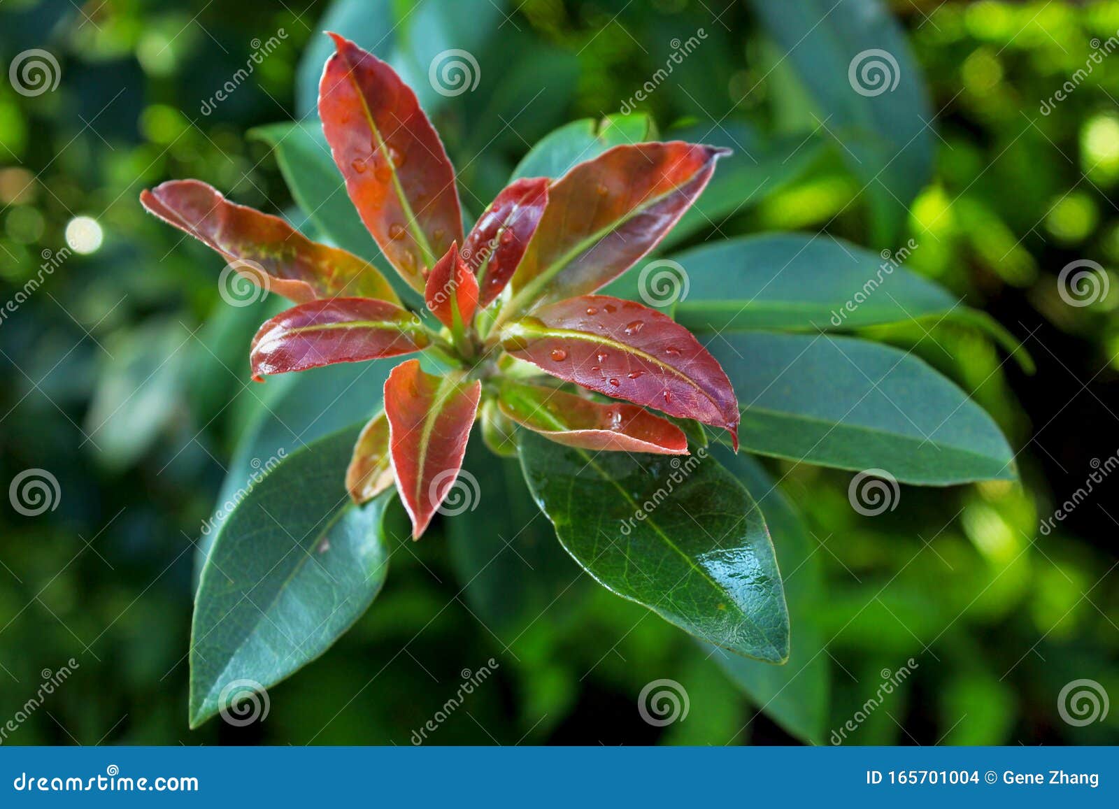Young tea tree leaf stock photo. Image of venusta, used - 165701004