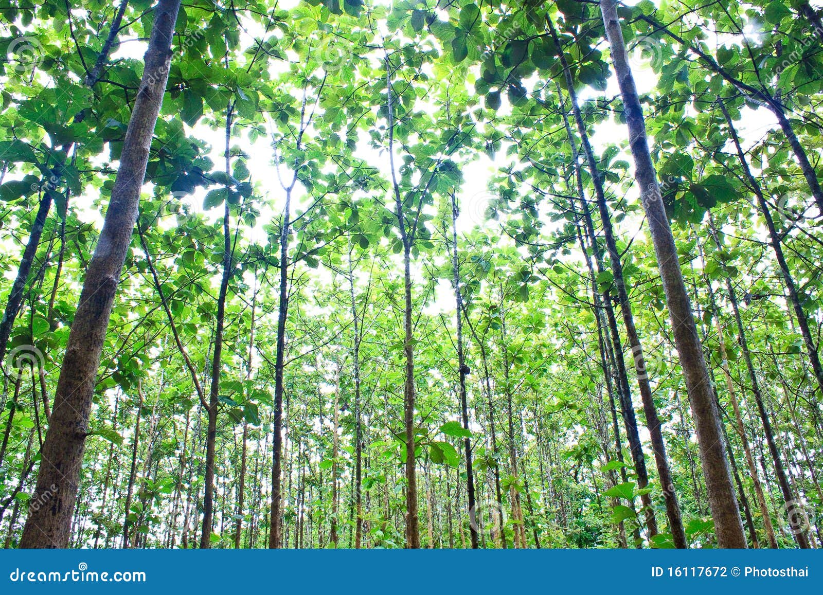 Young teak forest stock photo. Image of positive, campaign - 16117672