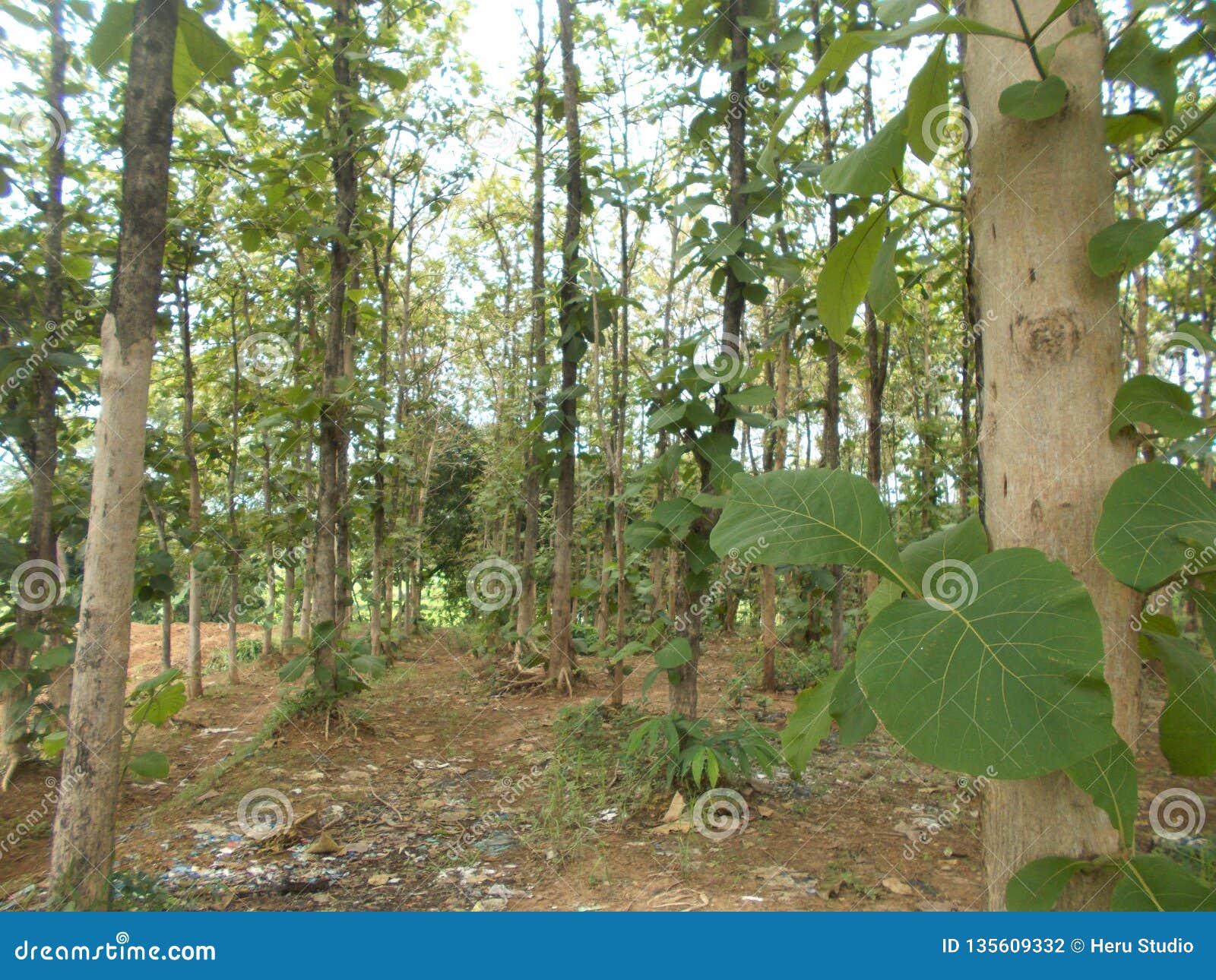 Young Teak Forest, Big and Green Stock Photo - Image of high, tree ...