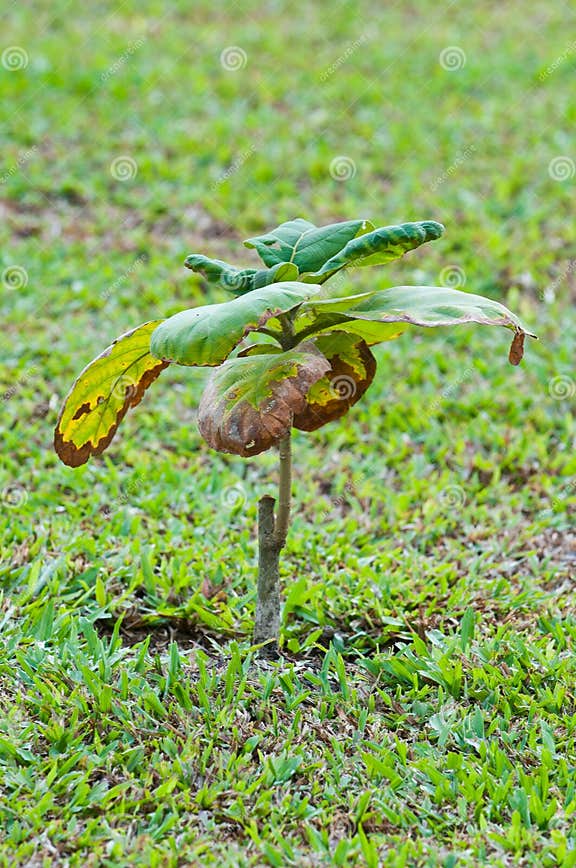 Young teak stock image. Image of fragility, gardening - 30157051