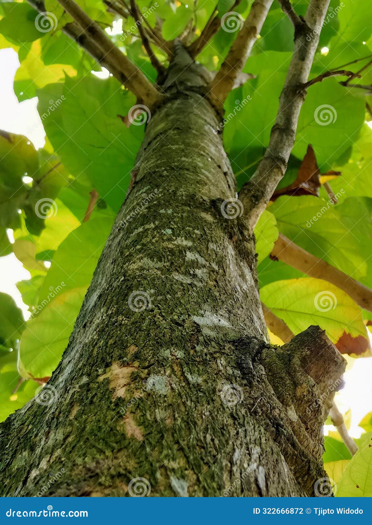 Young Teak Tree in the Forest Stock Photo - Image of tree, planet ...