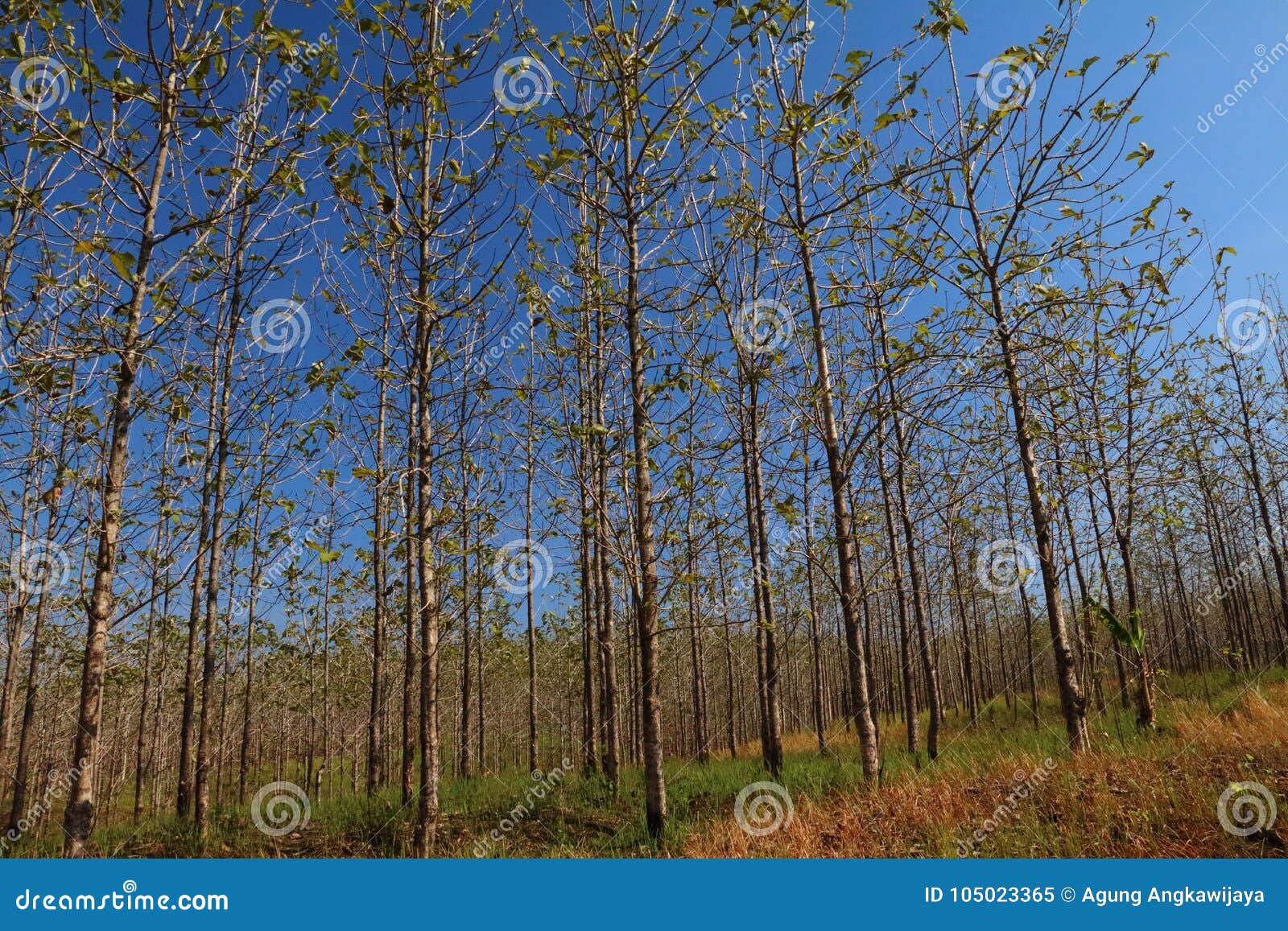 Young Teak Tree Nursery Summer Stock Image - Image of teak, nursery ...
