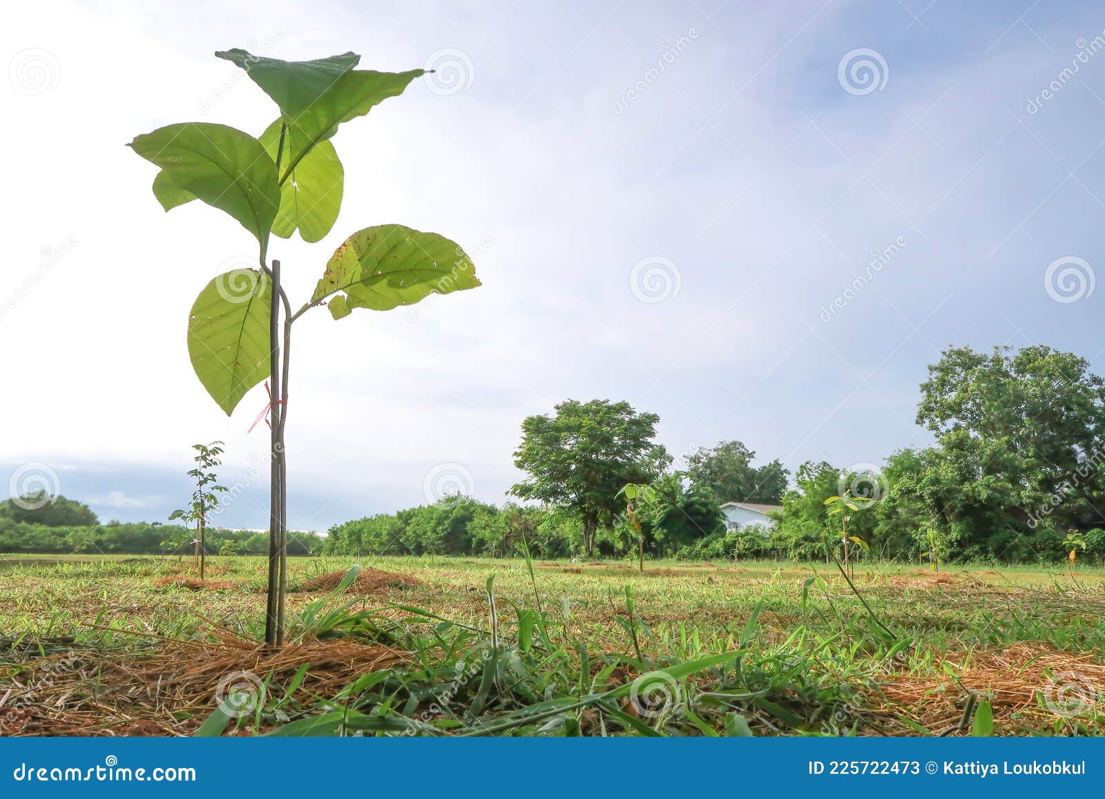 Young Teak Tree Seeding Plantation in the Garden Stock Image - Image of ...