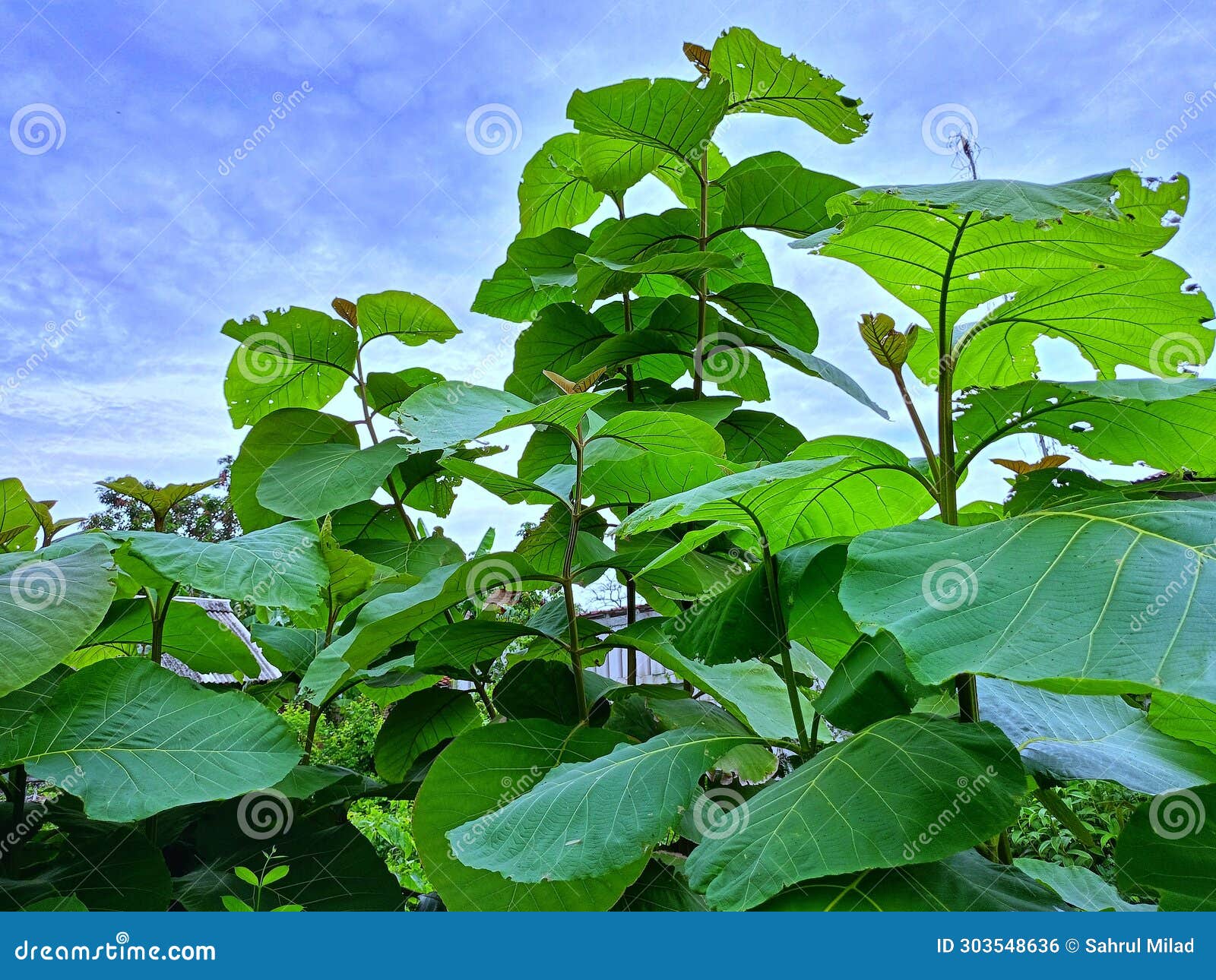Young Teak Trees Growing Tall in the Garden Stock Photo - Image of ...