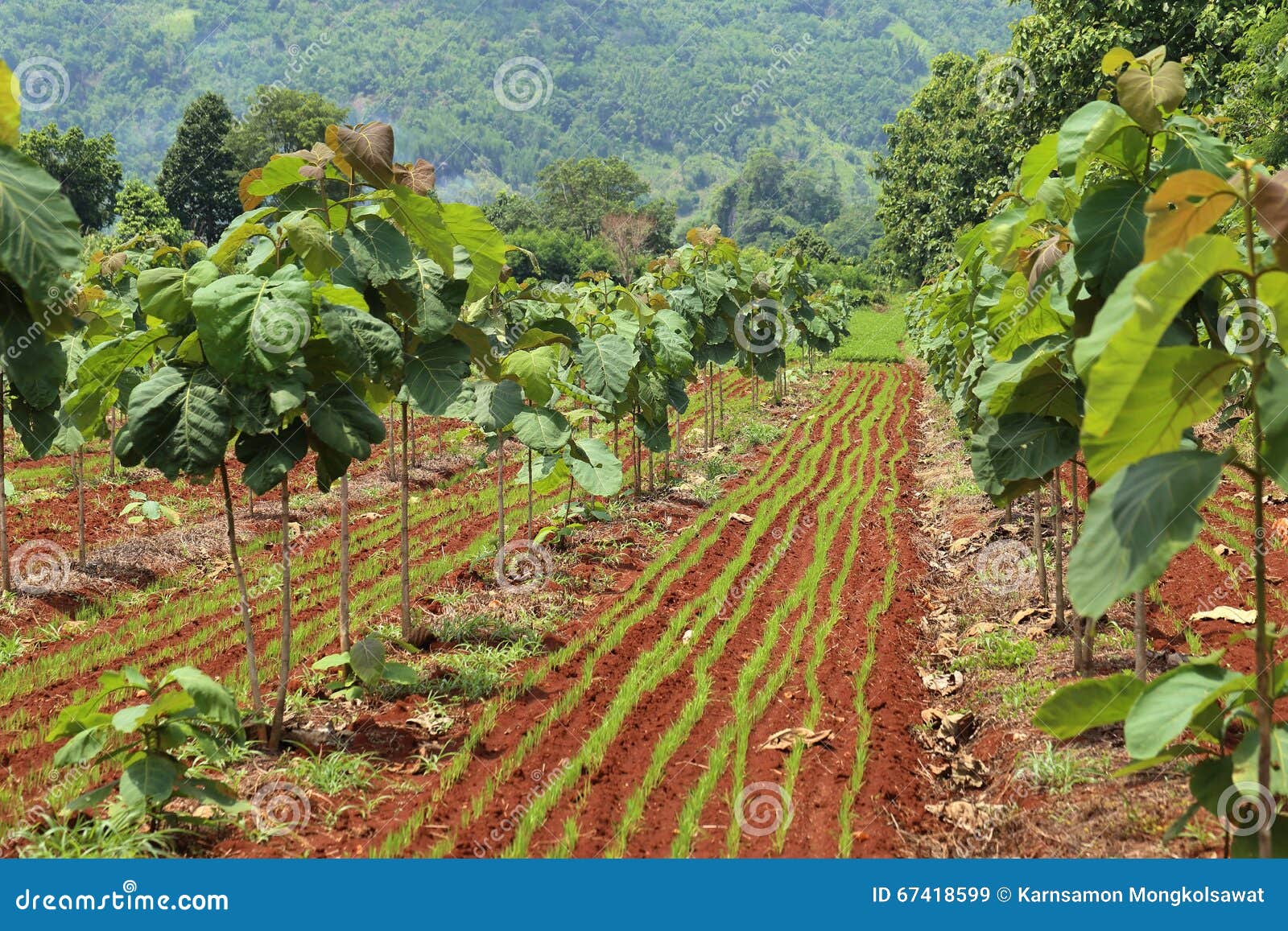 Young Teak Trees in Plantation Stock Image - Image of forest ...