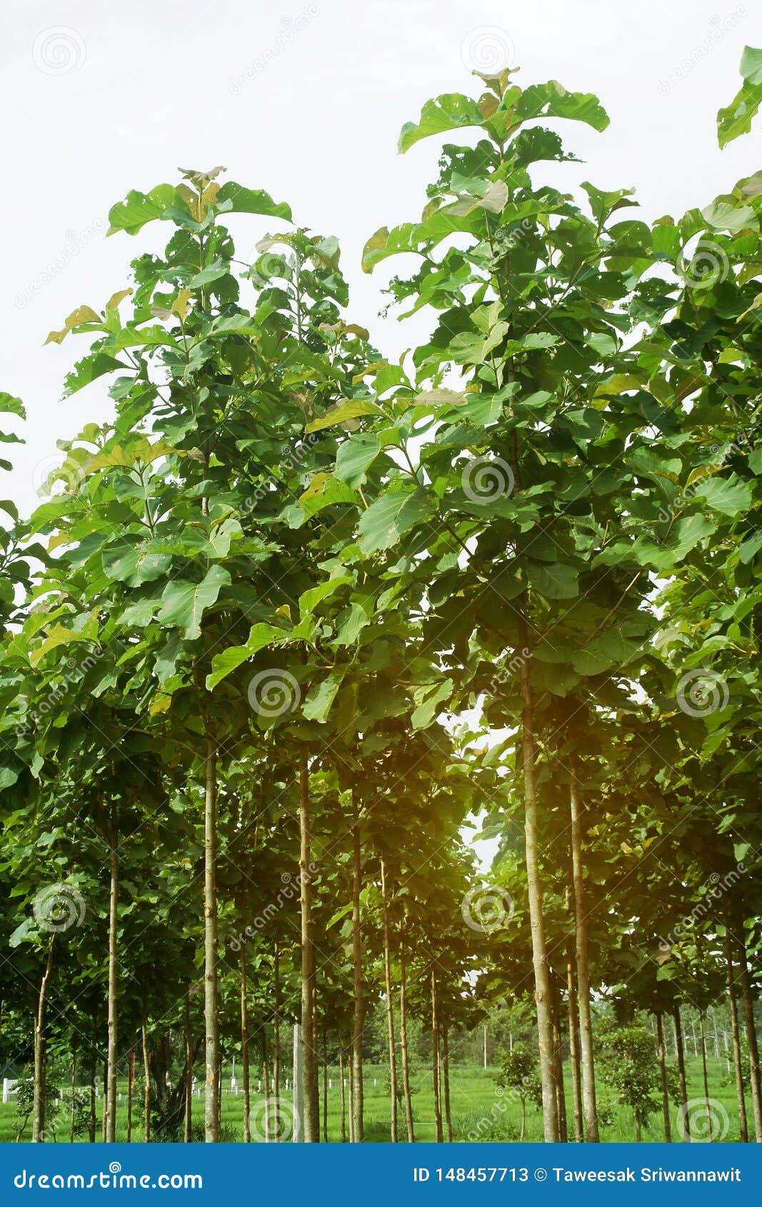 Teak Trees Stock Photography | CartoonDealer.com #36295994 Teak Trees Stock Photography | CartoonDealer.com #36295994