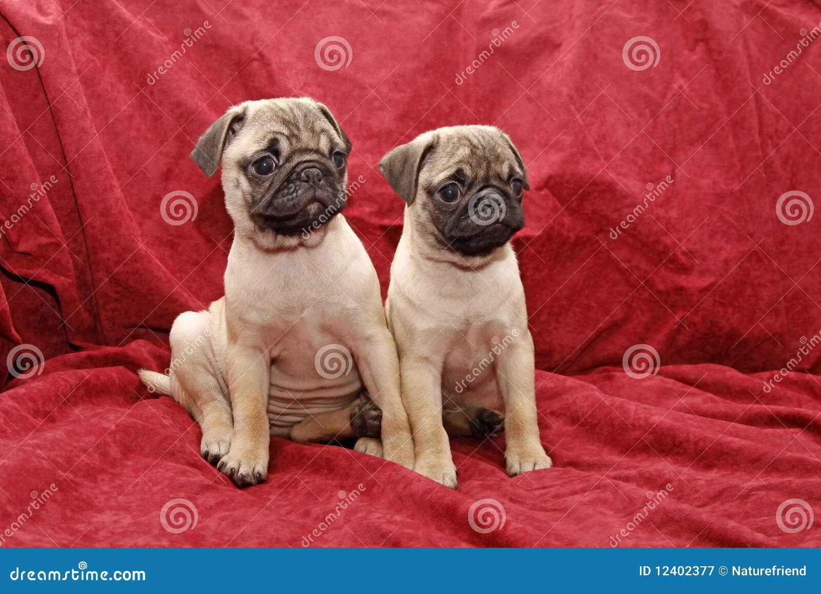 Young Ten Weeks Old Female Pugs Stock Image - Image of carlino, sitting ...
