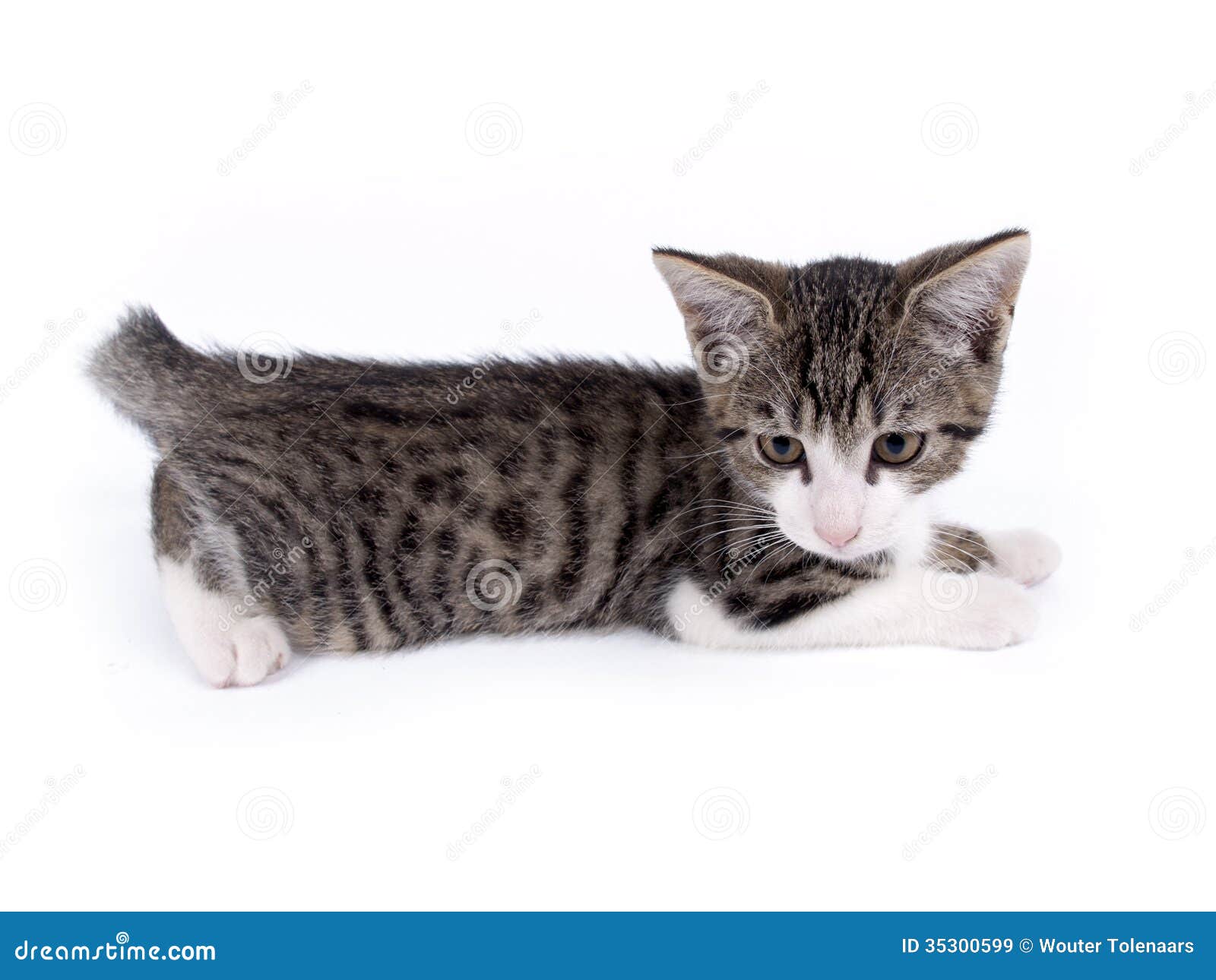 Young ten weeks old kitten stock image. Image of look - 35300599