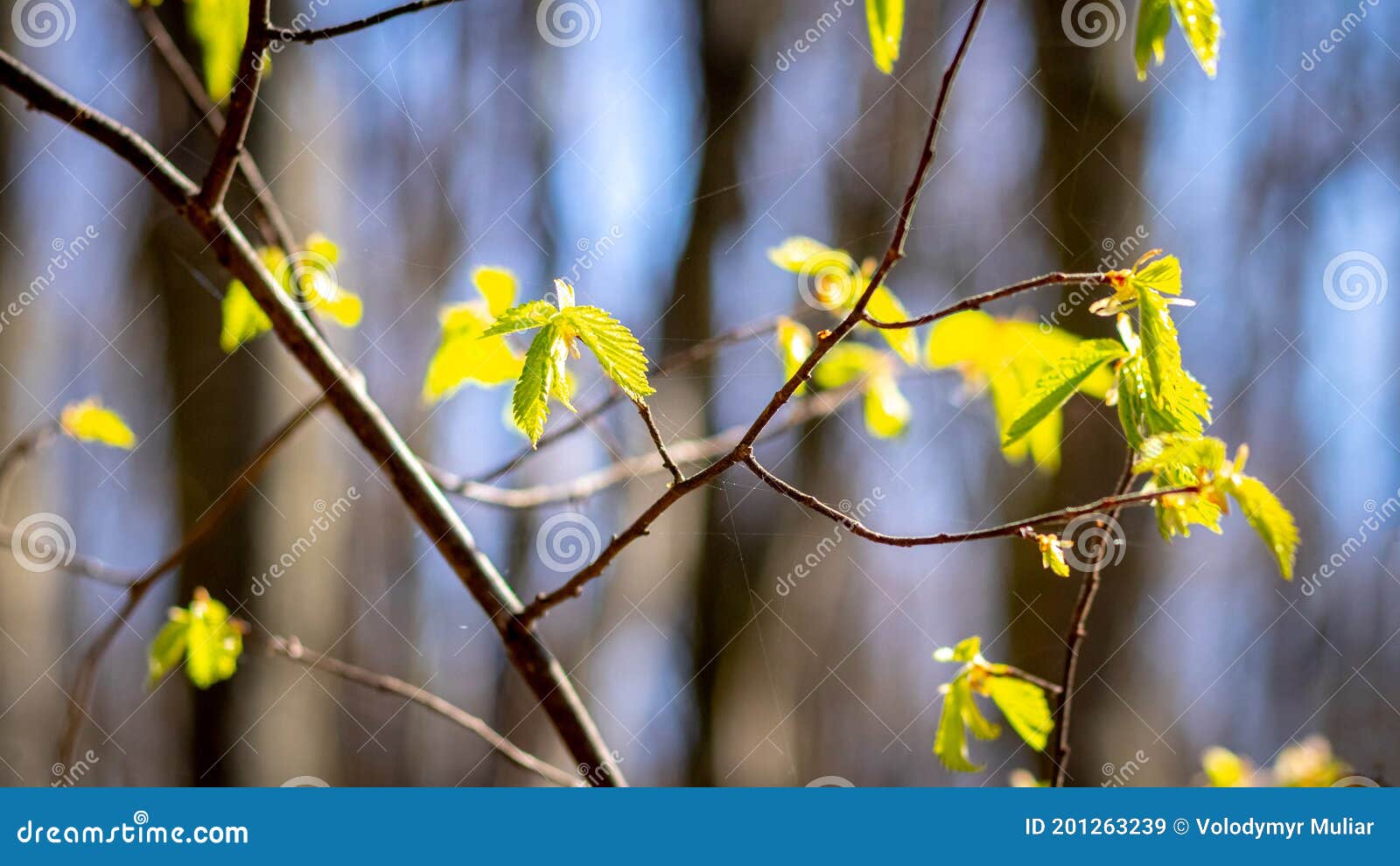 Young Tender Leaves on a Tree Branch in the Forest Stock Image - Image ...