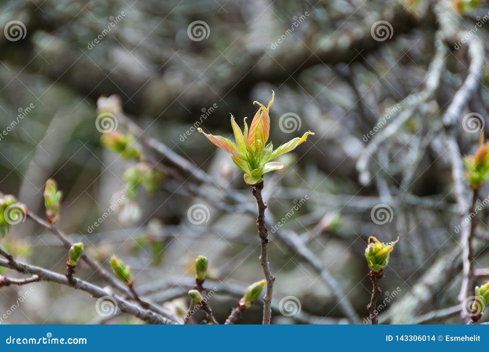 Young Tender Tree Sprout, Shoot Nature Background Stock Photo - Image ...