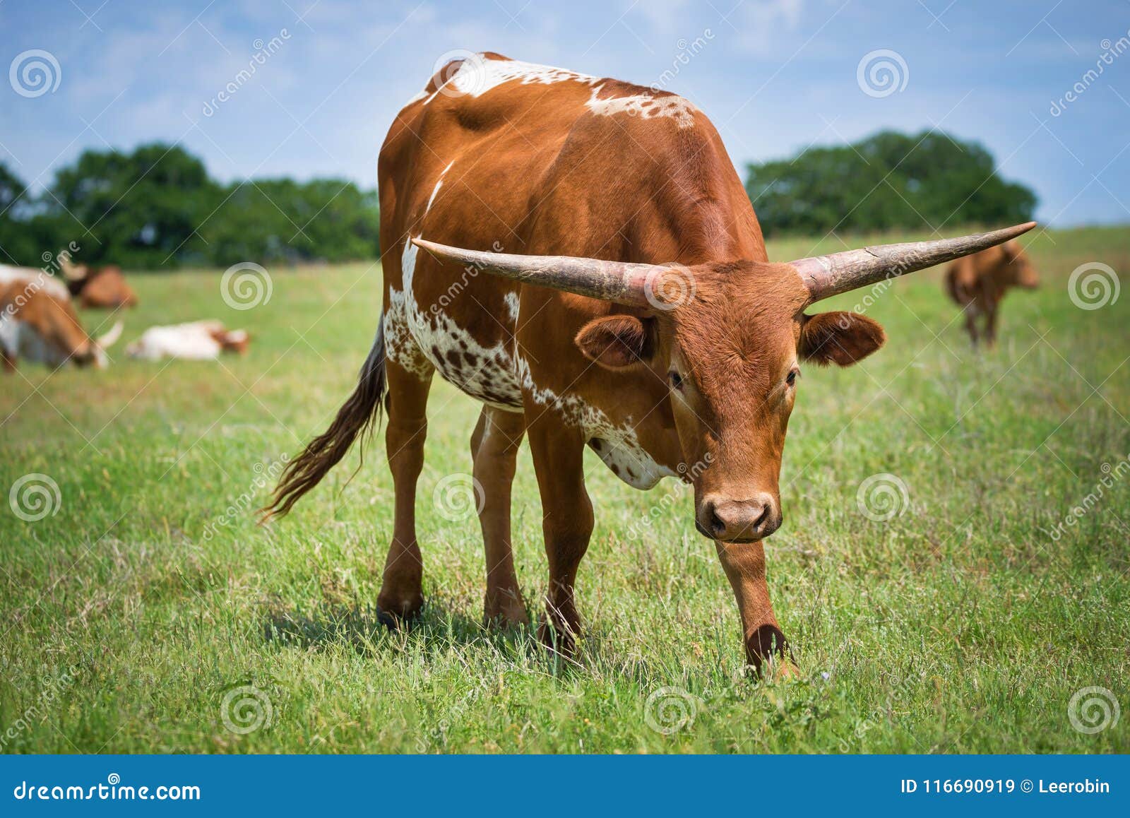 Young Texas Longhorn Grazing on Pasture Stock Image - Image of spring ...