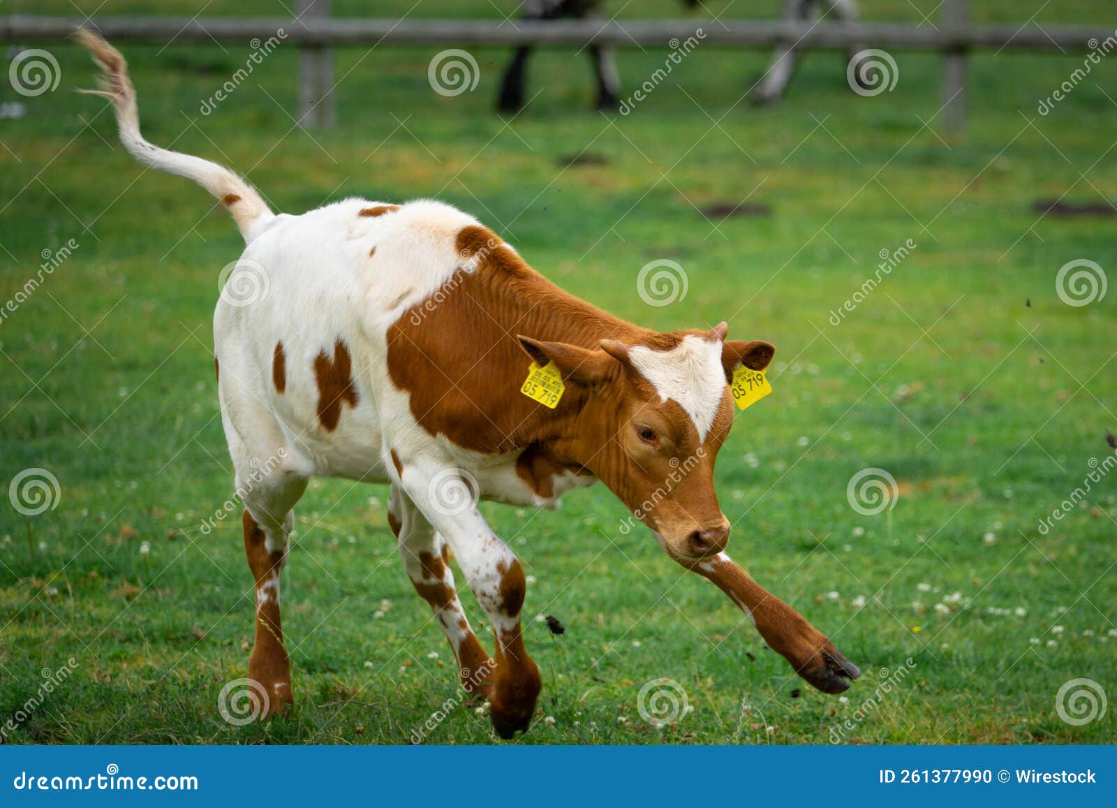 Young Texas Longhorn Running in the Pasture Stock Photo - Image of ...