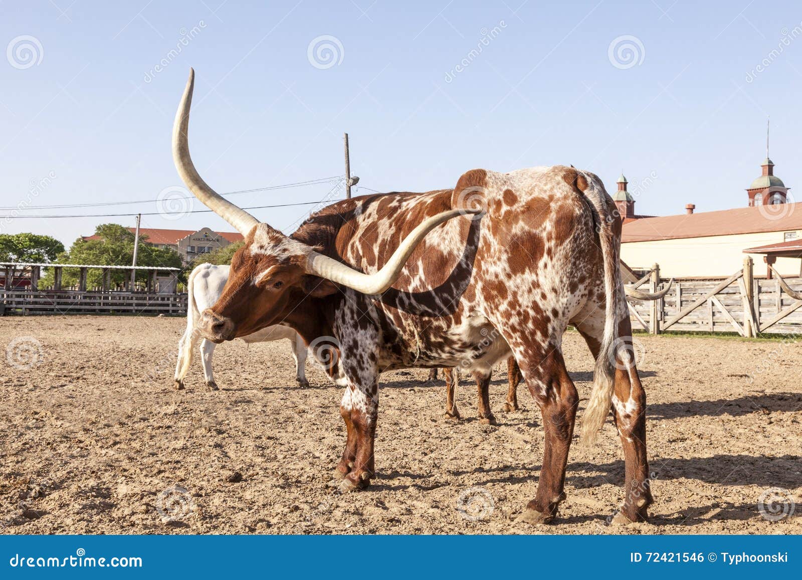 Young Texas Longhorn Steer stock photo. Image of western - 72421546