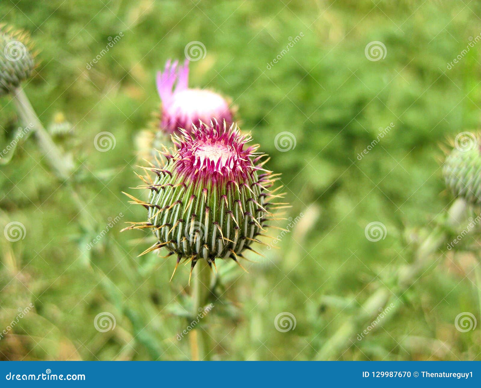 Young Texas Thistle Bloom Cirsium Texanum Stock Photo - Image of ...