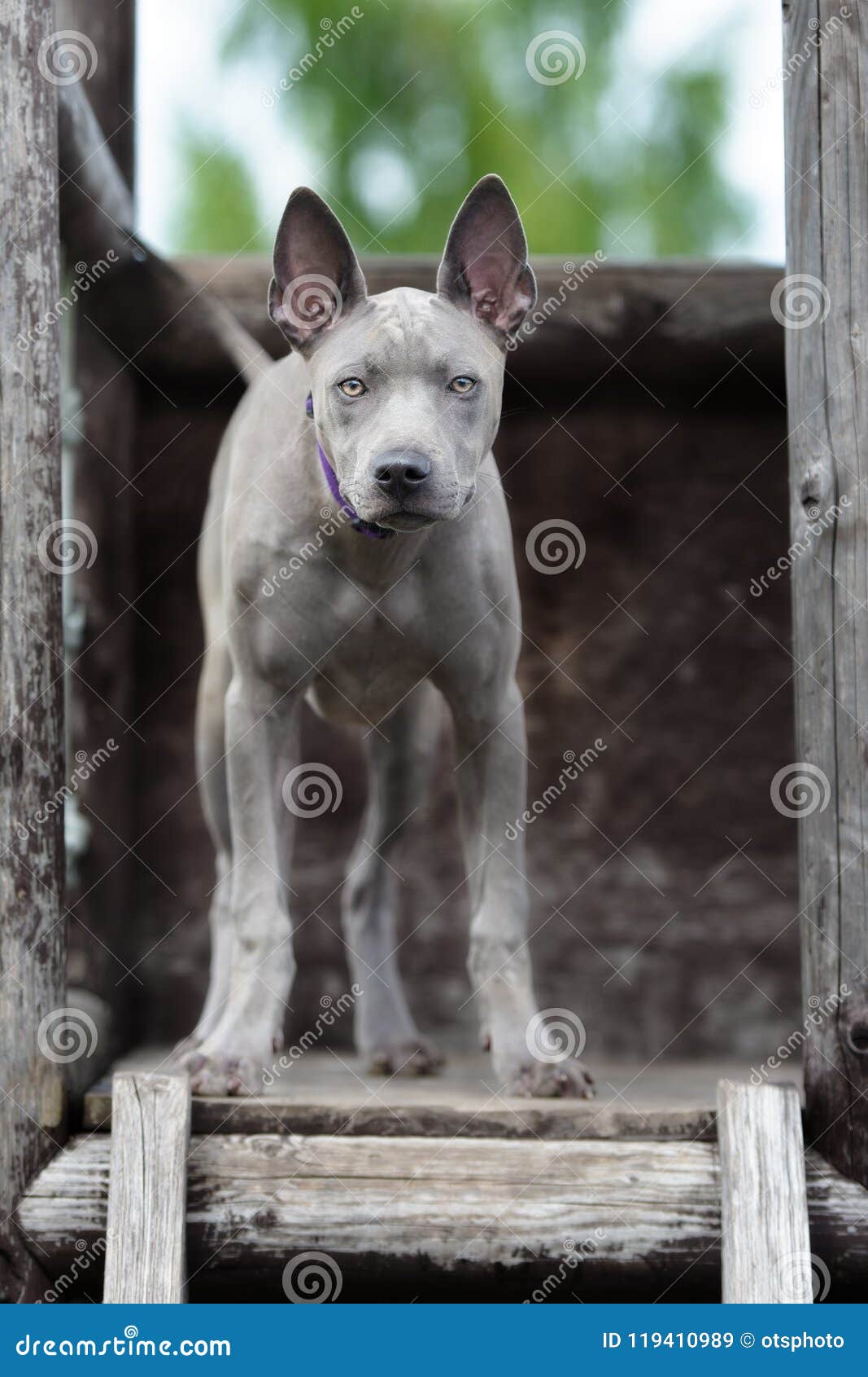 Young Thai Ridgeback Dog Posing Outdoors Stock Image - Image of ...