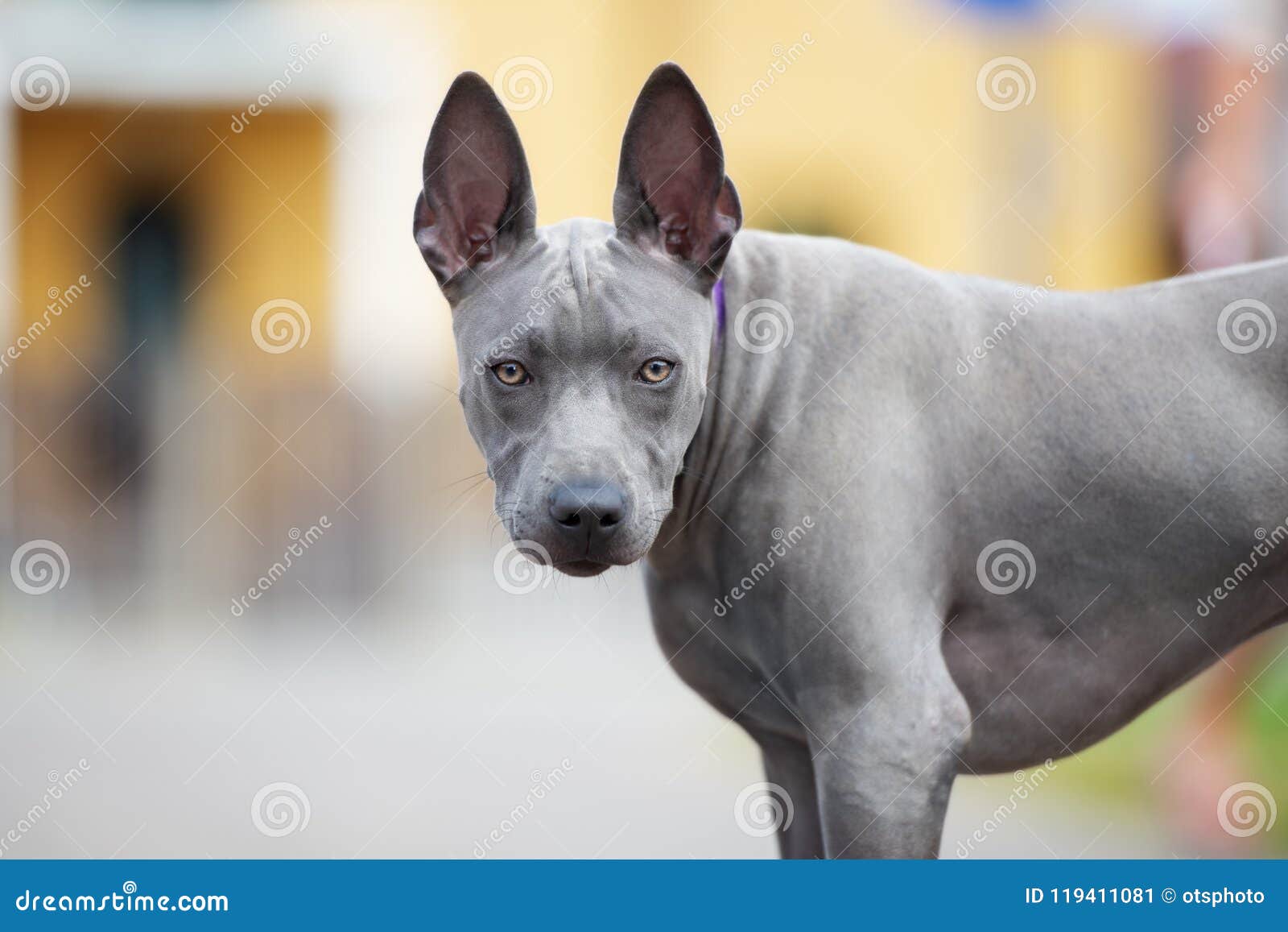 Young Thai Ridgeback Dog Posing Outdoors Stock Image - Image of ...