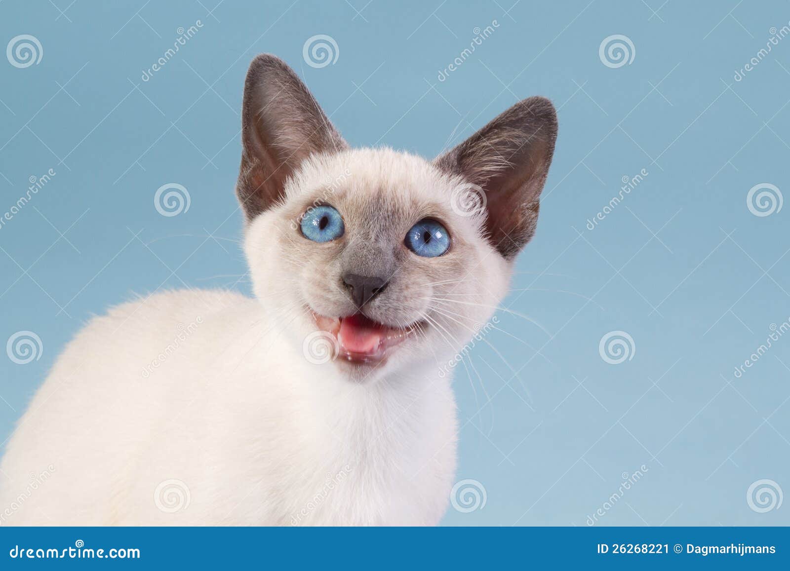 Young Thai Siamese on Blue Background Stock Image - Image of thai ...