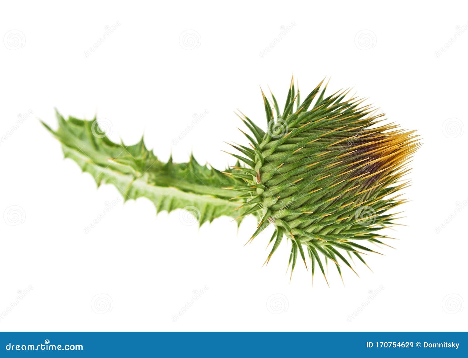 Young Thistle Flower Isolated on White Background Stock Image - Image ...