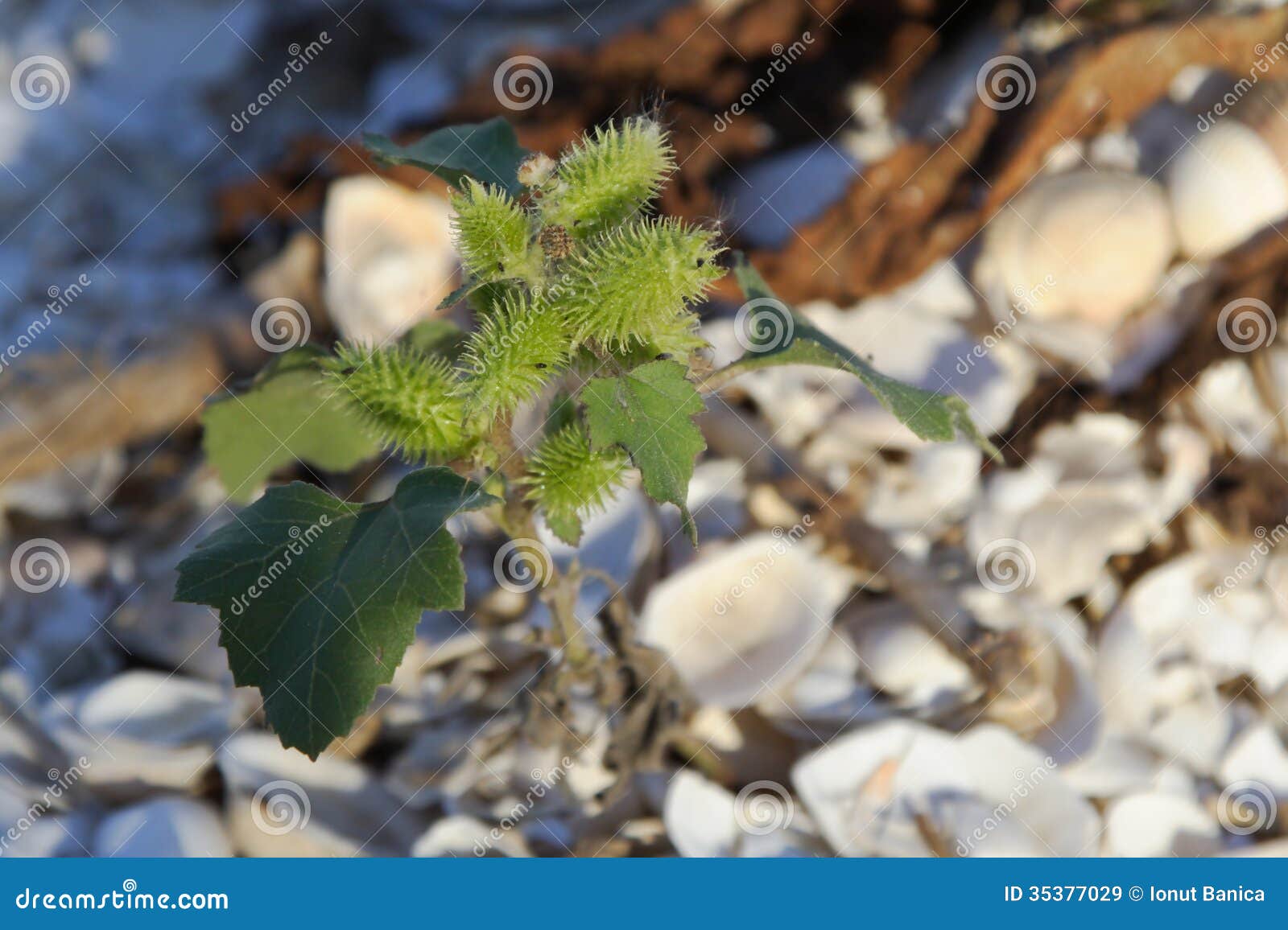 Young thistle stock image. Image of closeup, young, colors - 35377029